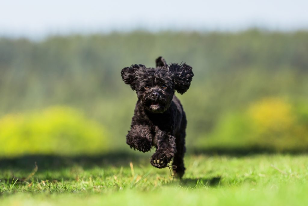 MOSER® Animalline | Discover Germany, Switzerland and Austria