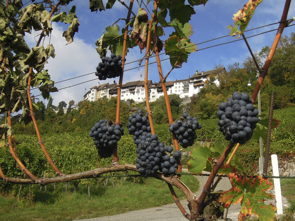 DISTINGUISHED: WINES BY ZWEIFEL 1898 | Discover Germany