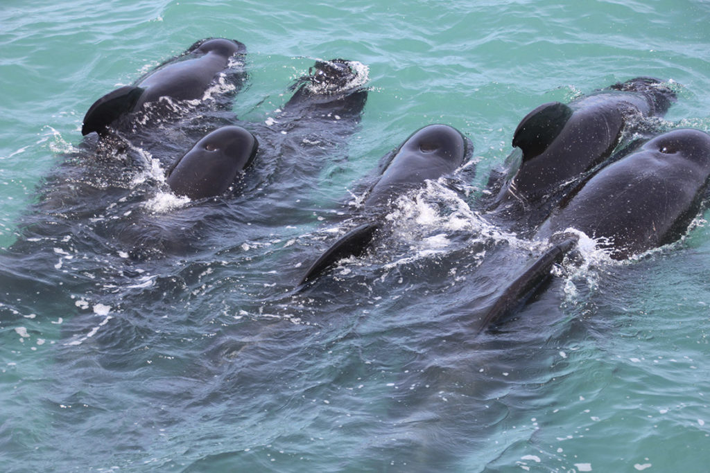 firmm: DIVE INTO THE WORLD OF MARINE GIANTS