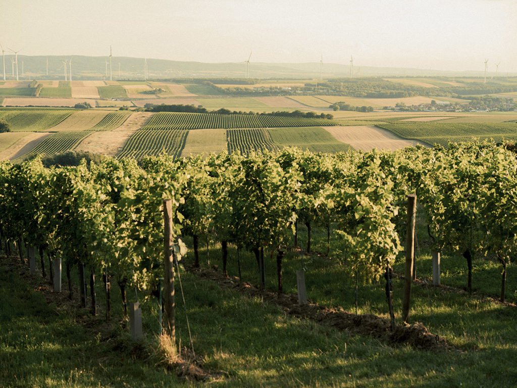 Netzl Winery: A WINERY WITH HEART AND SOUL