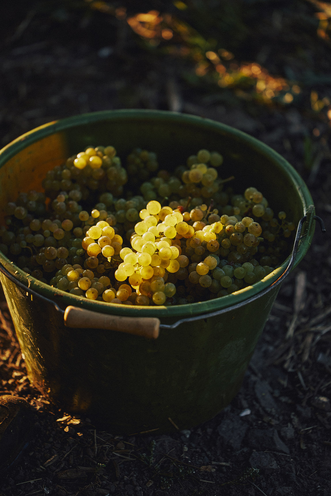 The elegance of unique wines: Winery Dönnhoff