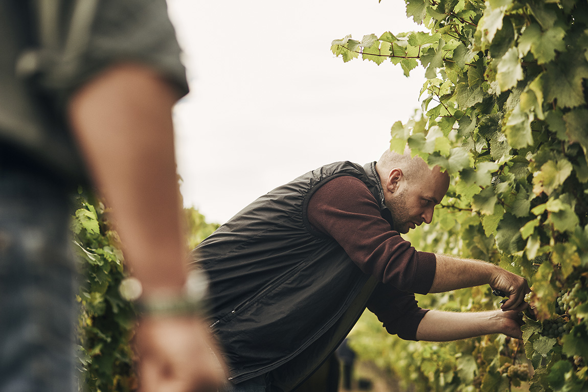 The elegance of unique wines: Winery Dönnhoff