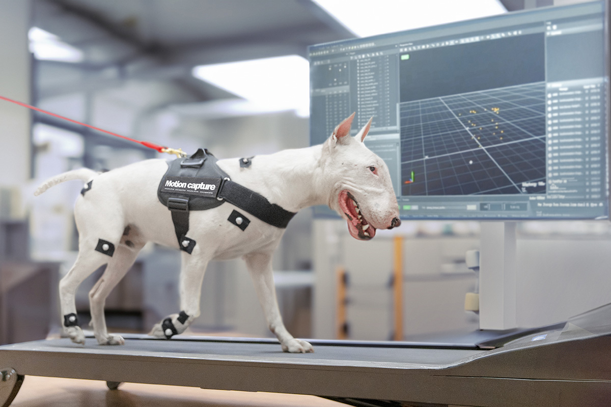 Julius-K9®: Invention inspired by empathy: The LONGWALK dog harness