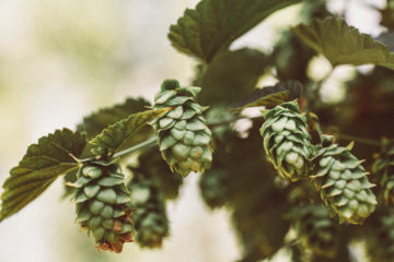 Top German Beers – from Cult Brand to Craft Brew