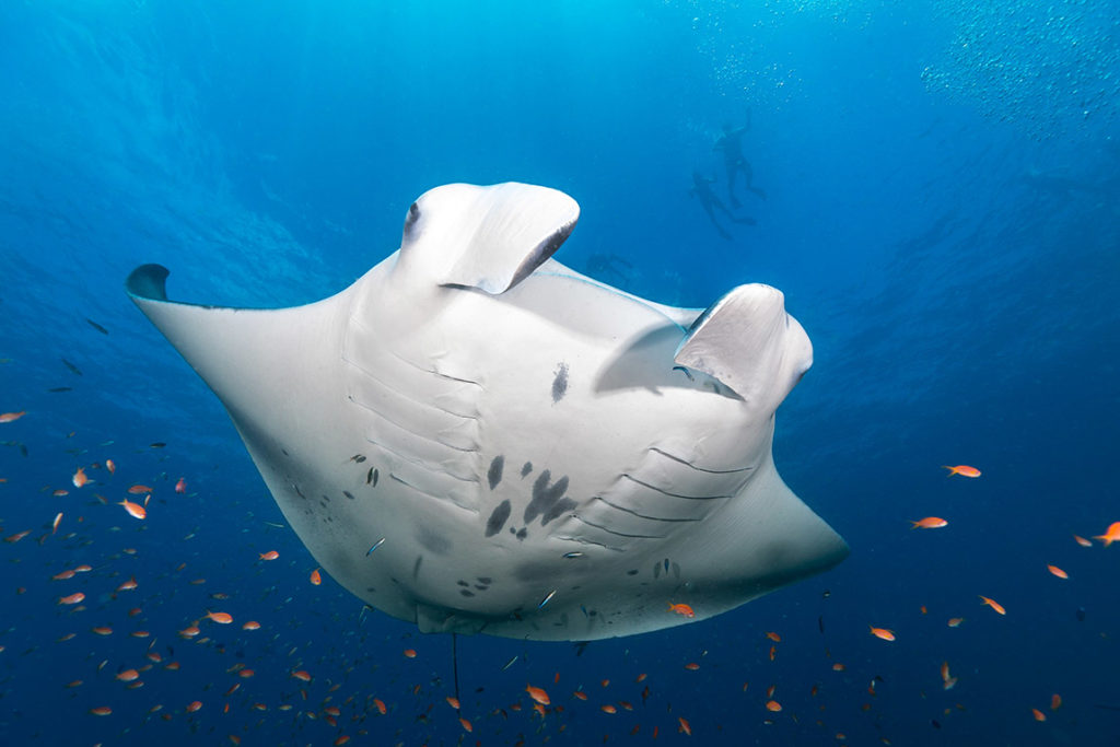 Prodivers: The fascinating underwater world of the Maldives up-close
